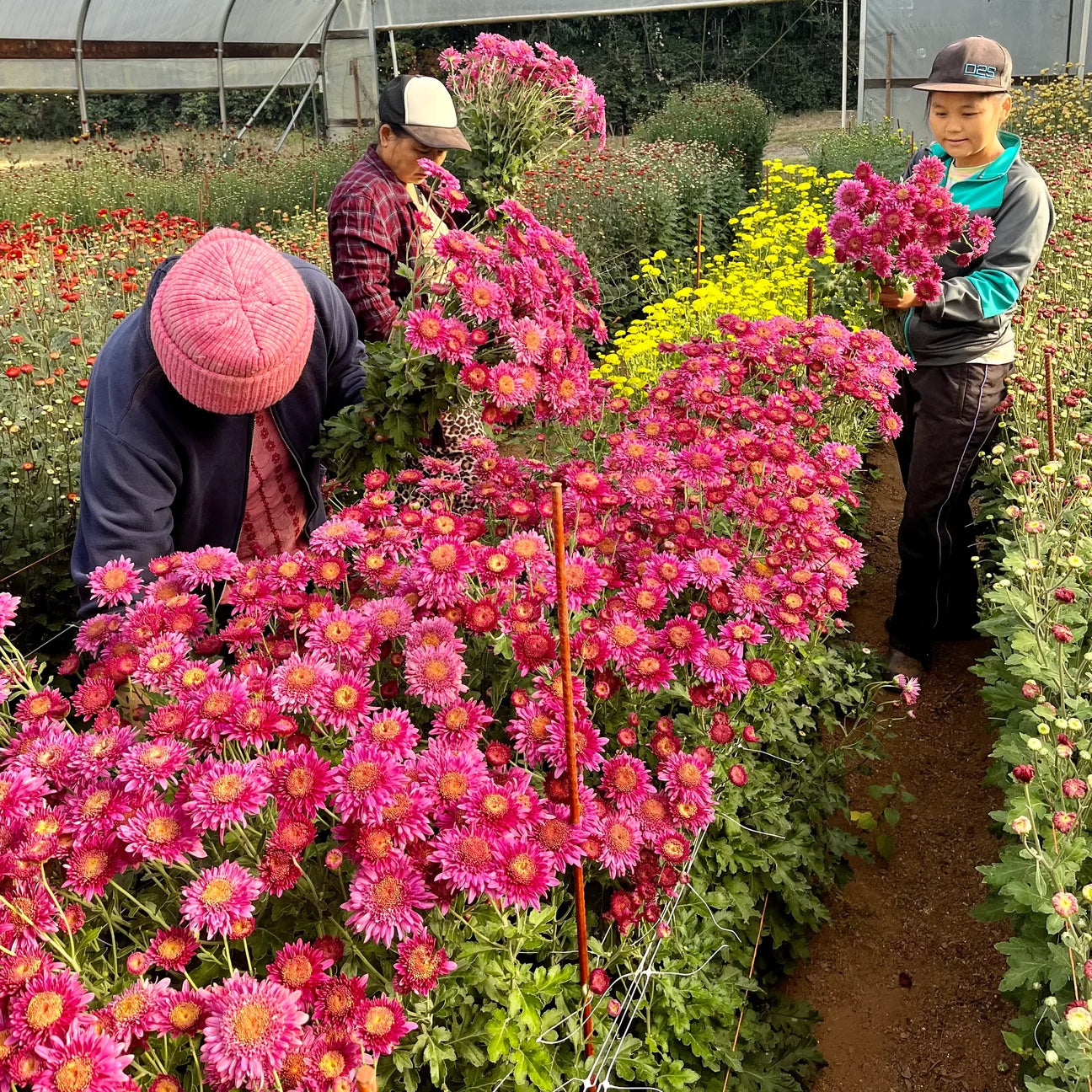 3 Porch Farm Heirloom Mums – Farmer Bailey Inc.