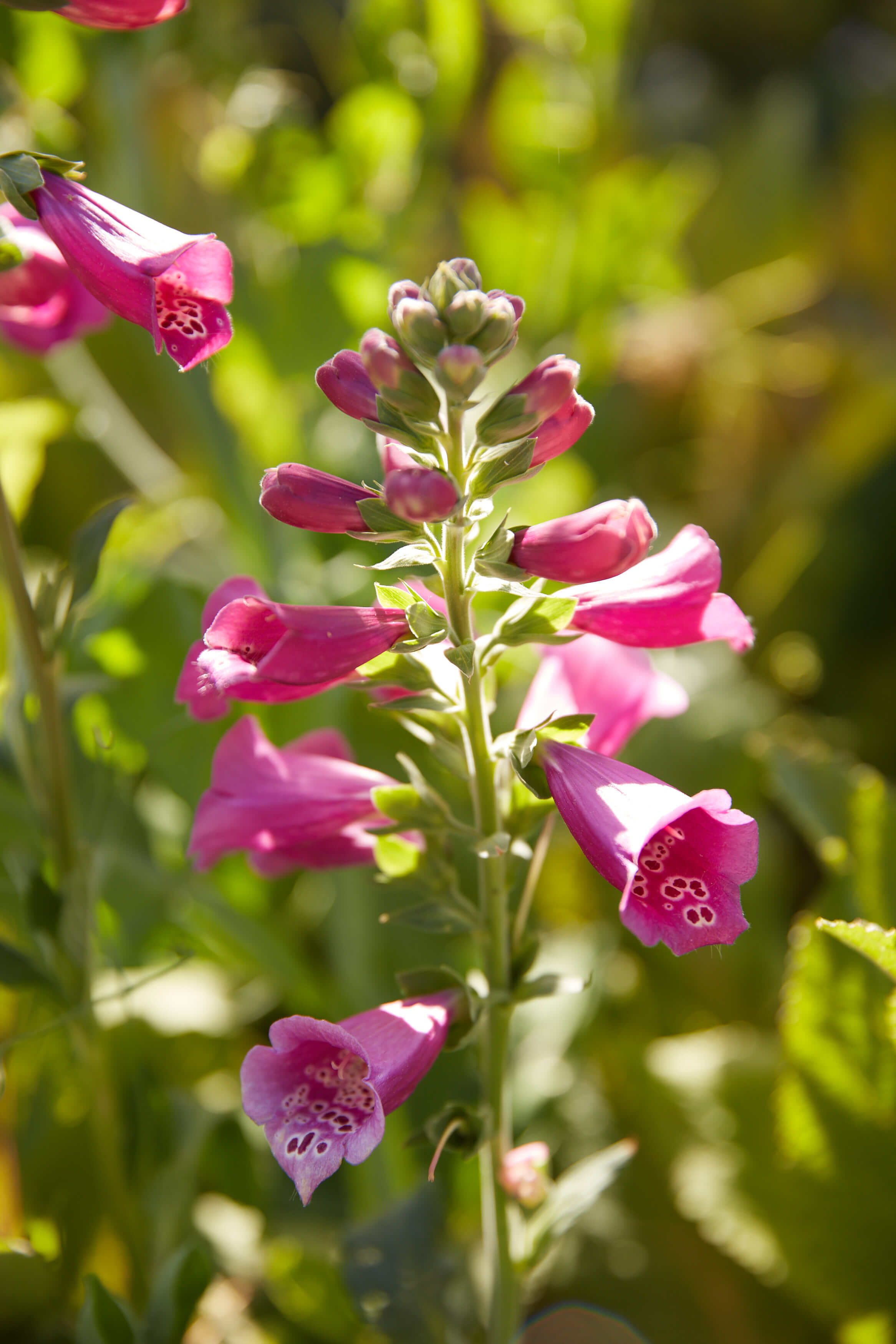 Power Your Flowers: Crop Planning – Farmer Bailey Inc.