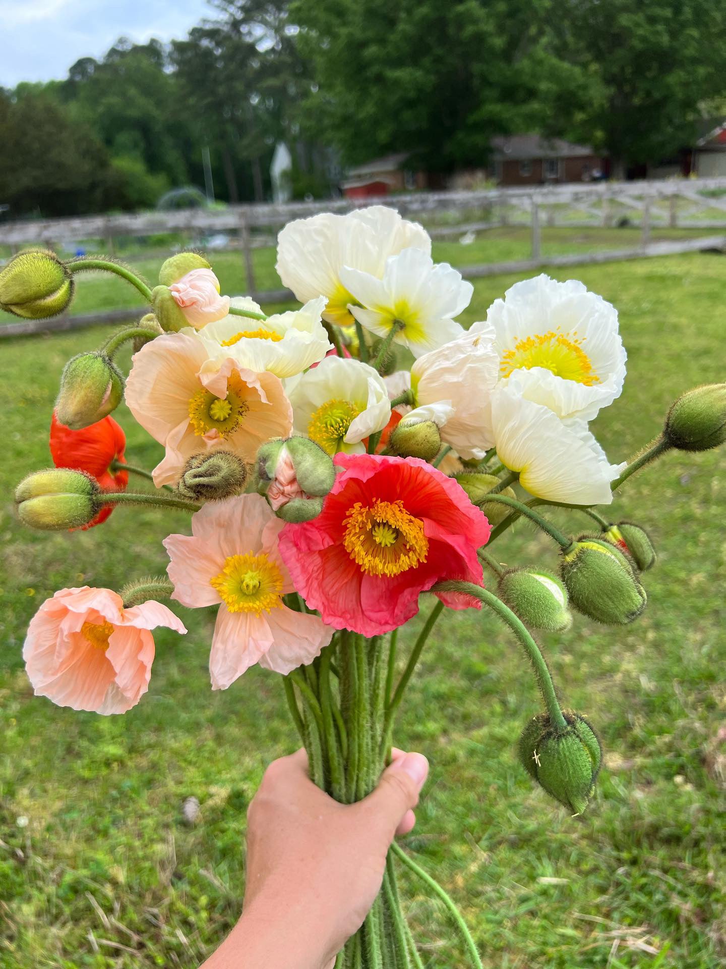Fall Planting for Spring Blooms – Farmer Bailey Inc.