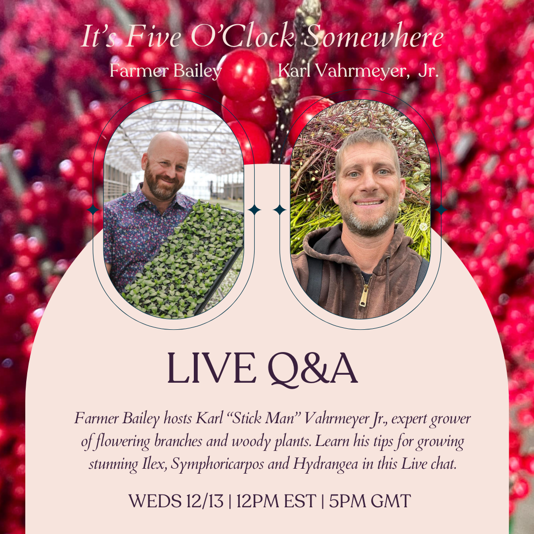 WATCH: Growing Winterberry Holly, Snowberry, and Hydrangea – Farmer ...