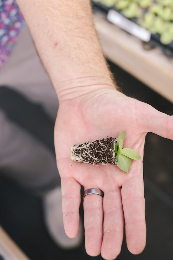 WATCH: A Plug's Life from Seed to Ship – Farmer Bailey Inc.