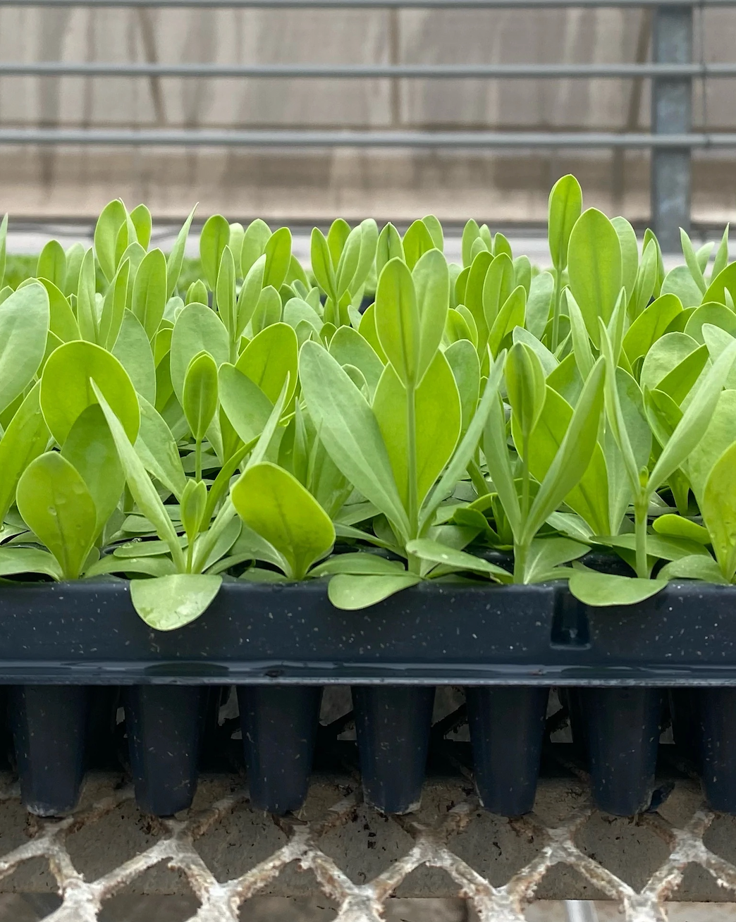 How To: Harden Off Plugs for Transplant – Farmer Bailey Inc.