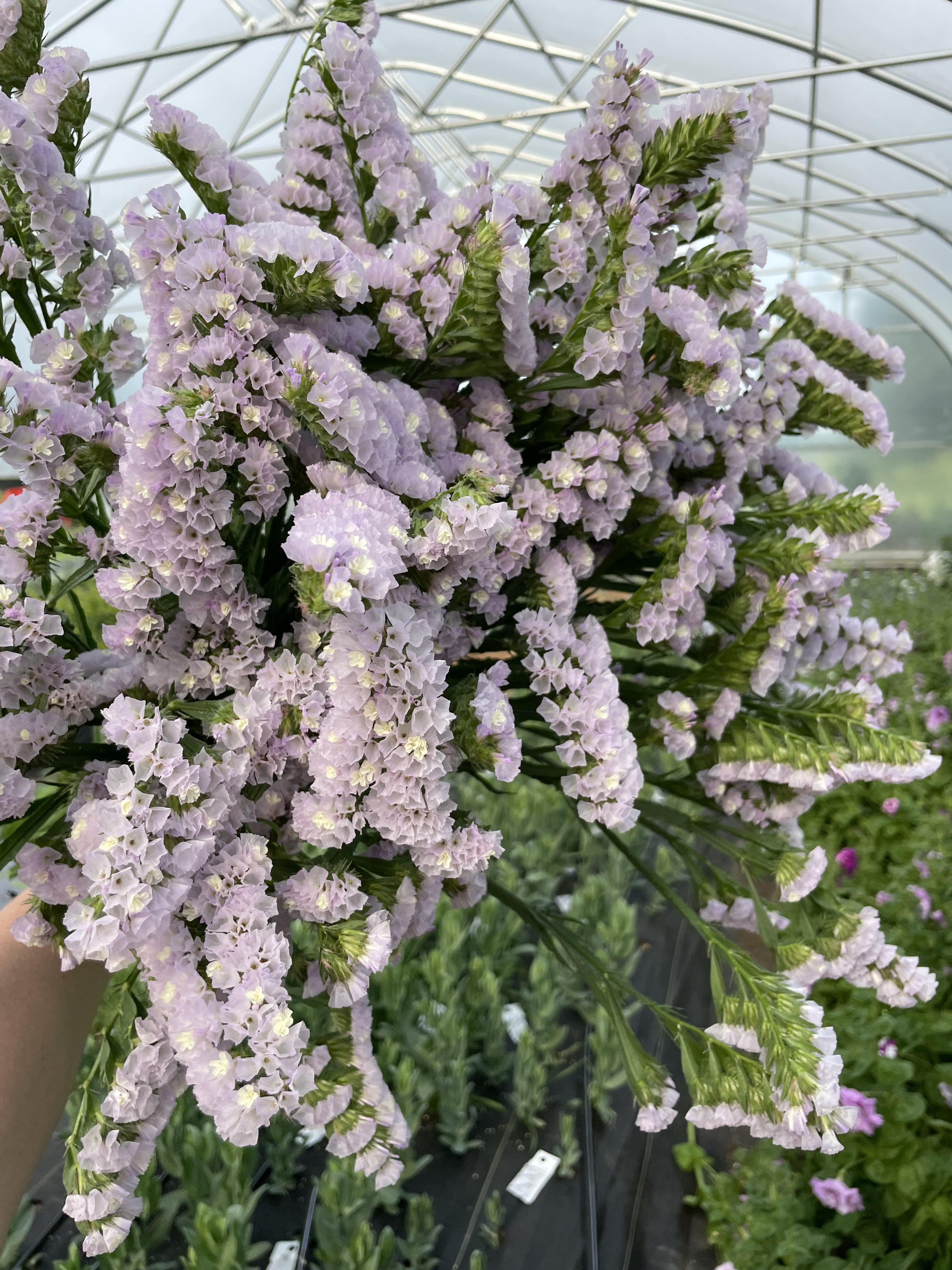 What is Plant Tissue Culture? – Farmer Bailey Inc.