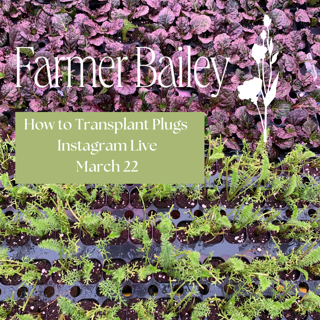 How to Transplant Plugs talk and Q&A – Farmer Bailey Inc.