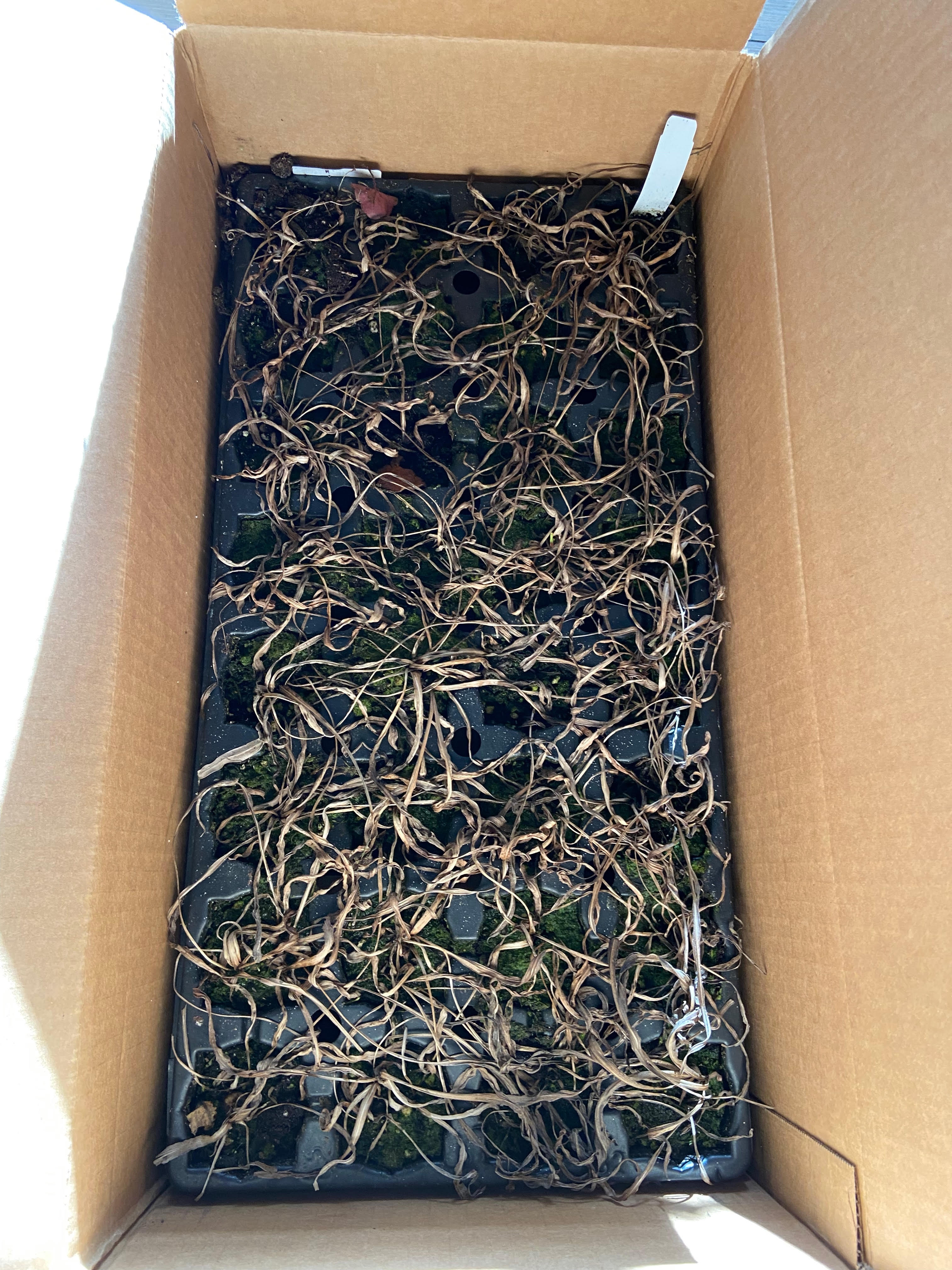 Vernalized Perennial Plugs are Shipping... Like This – Farmer Bailey Inc.