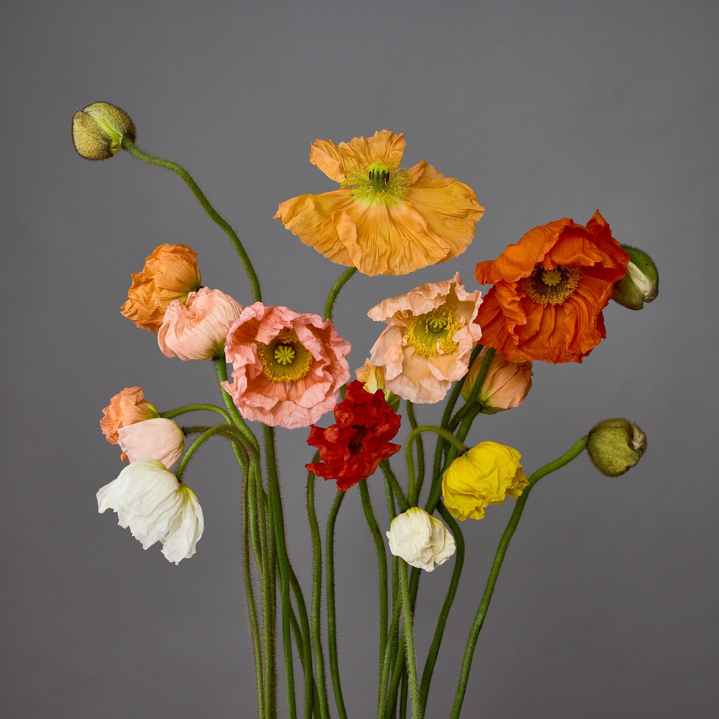 Poppy – Farmer Bailey Inc.