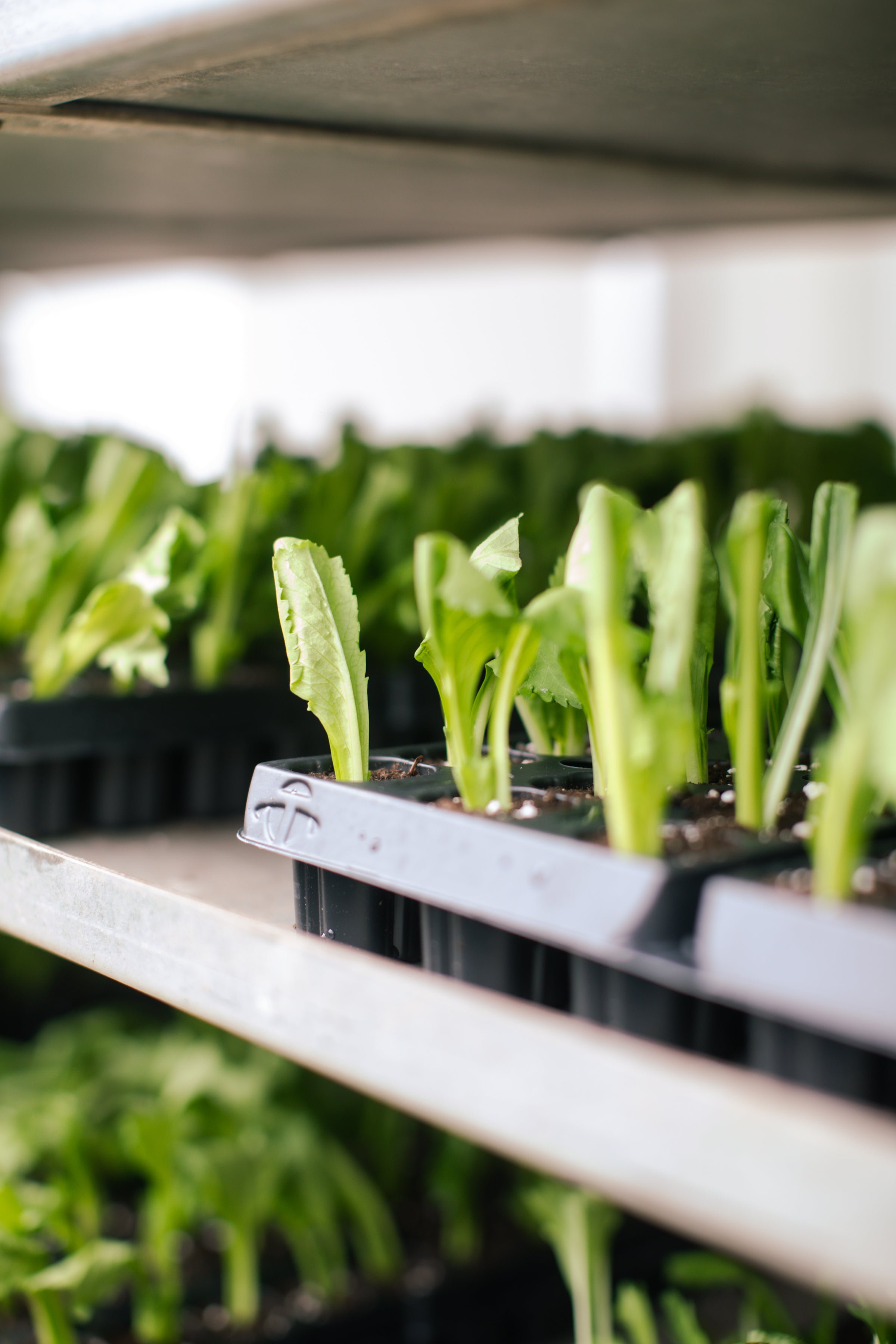 Half Trays – Farmer Bailey Inc.