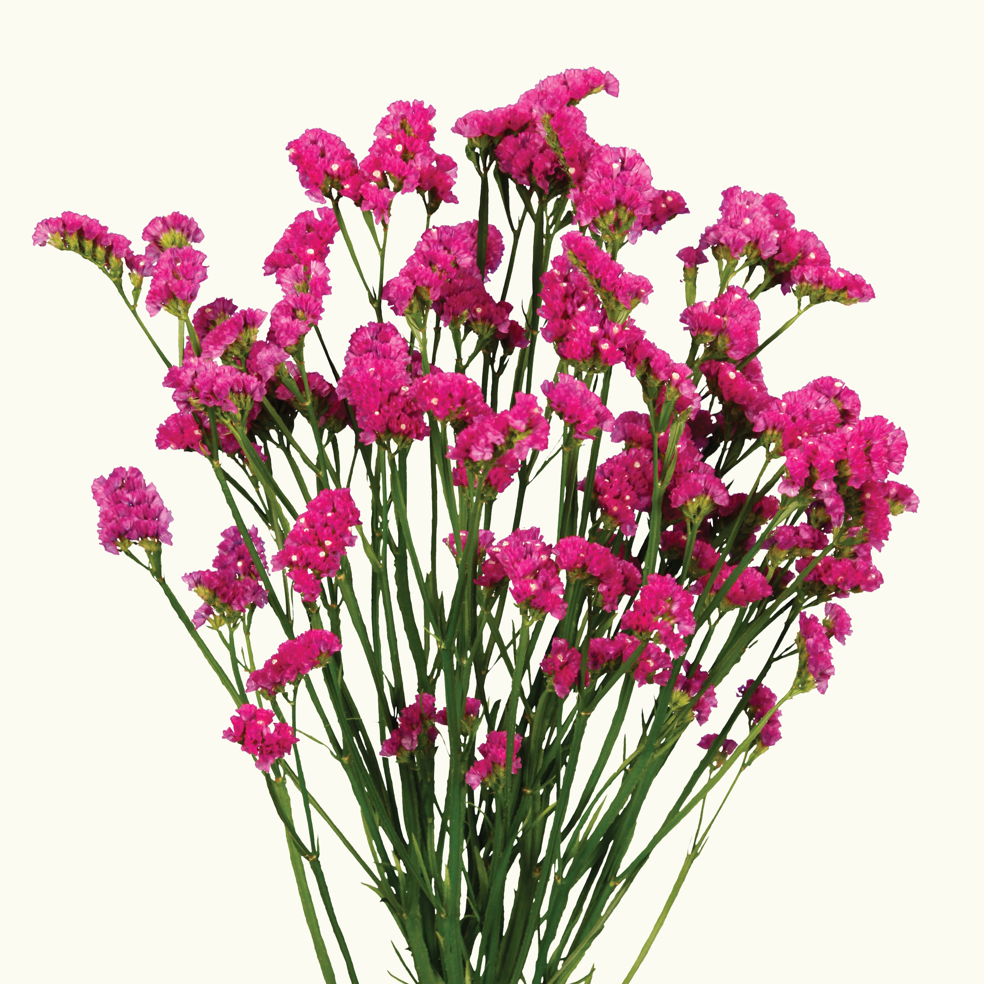 Limonium & Statice for Spring 2025 – Farmer Bailey Inc.