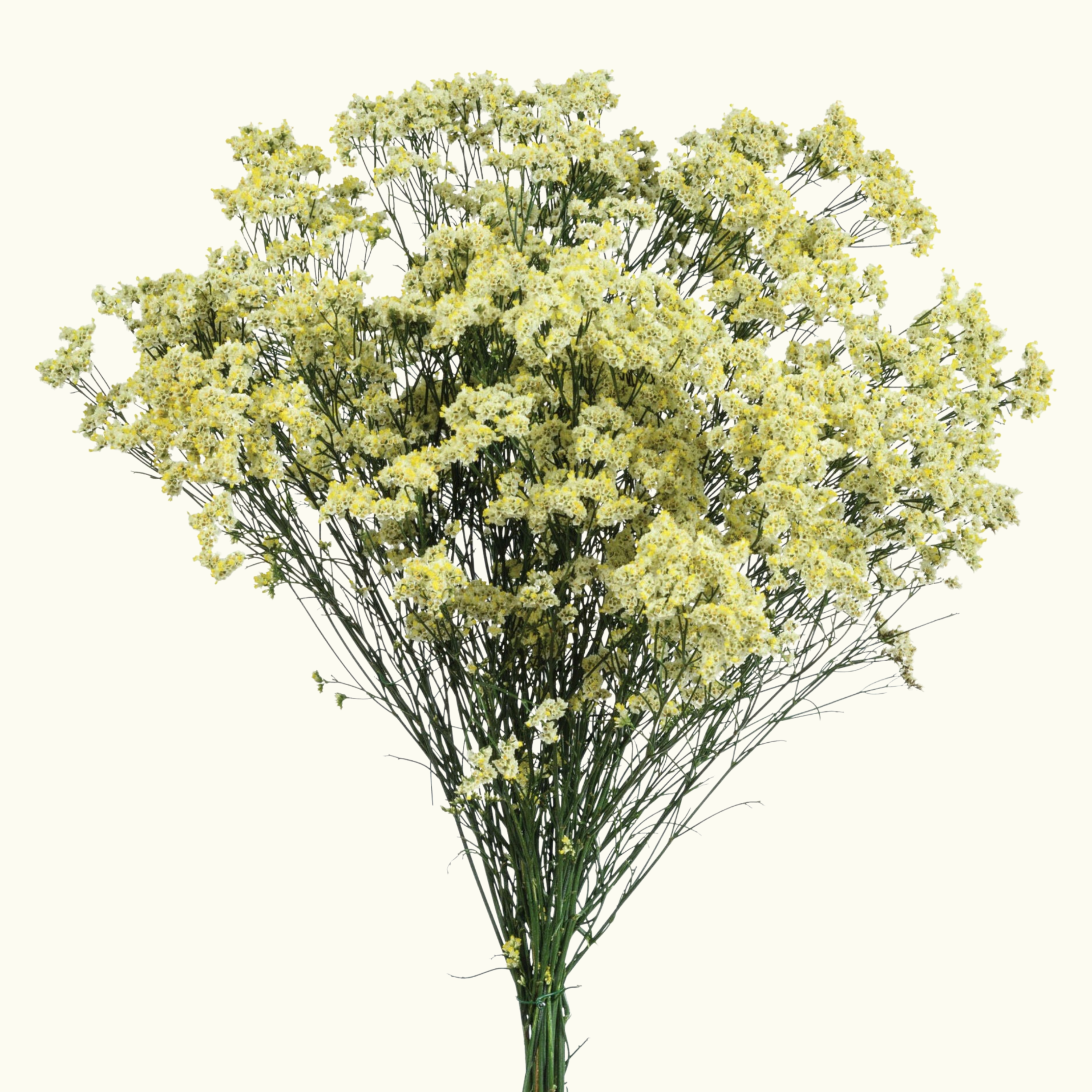 Limonium & Statice for Spring 2025 – Farmer Bailey Inc.