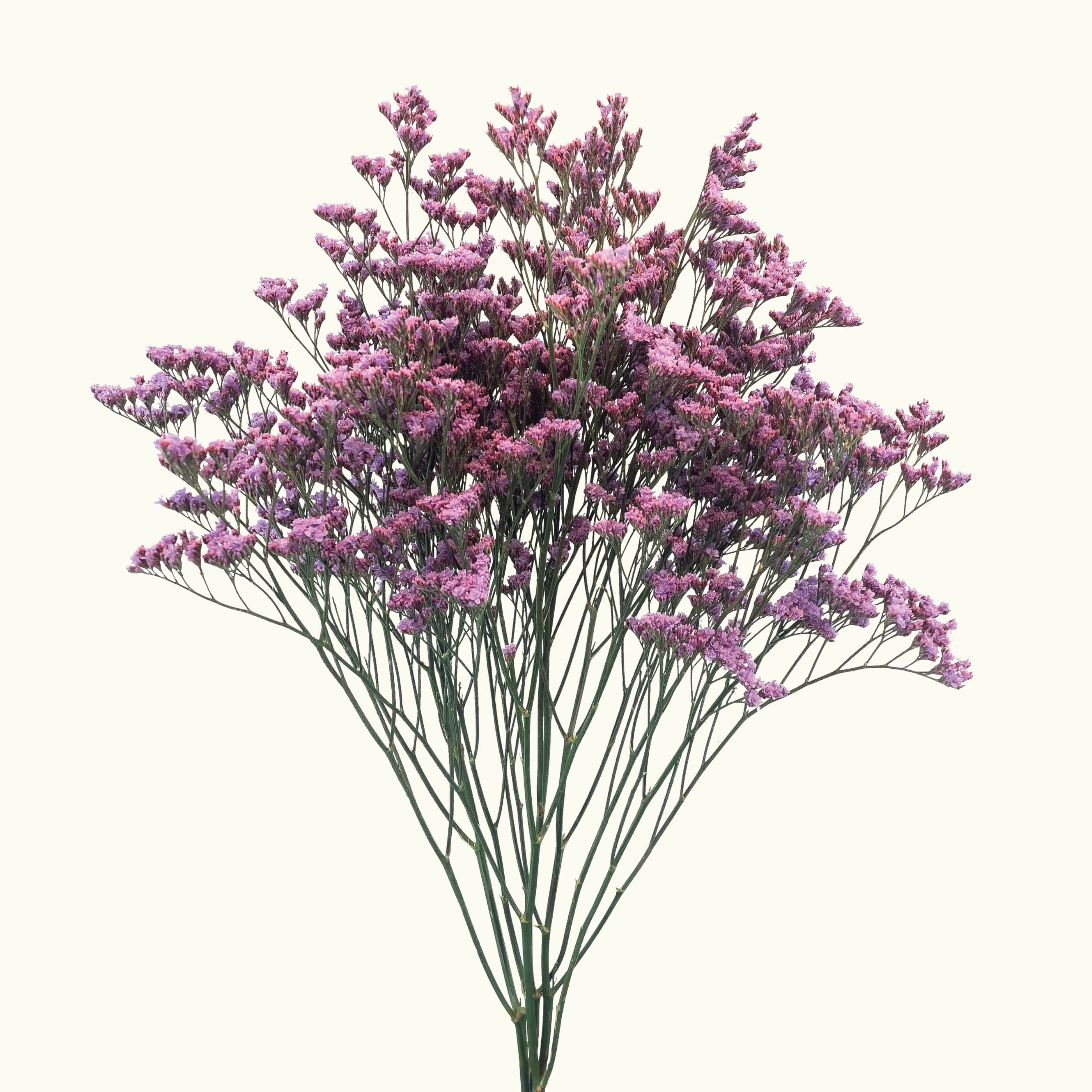 Limonium & Statice for Spring 2025 – Farmer Bailey Inc.