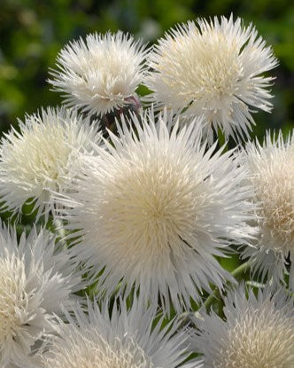 Centaurea Imperialis (C. moschata) – Farmer Bailey Inc.