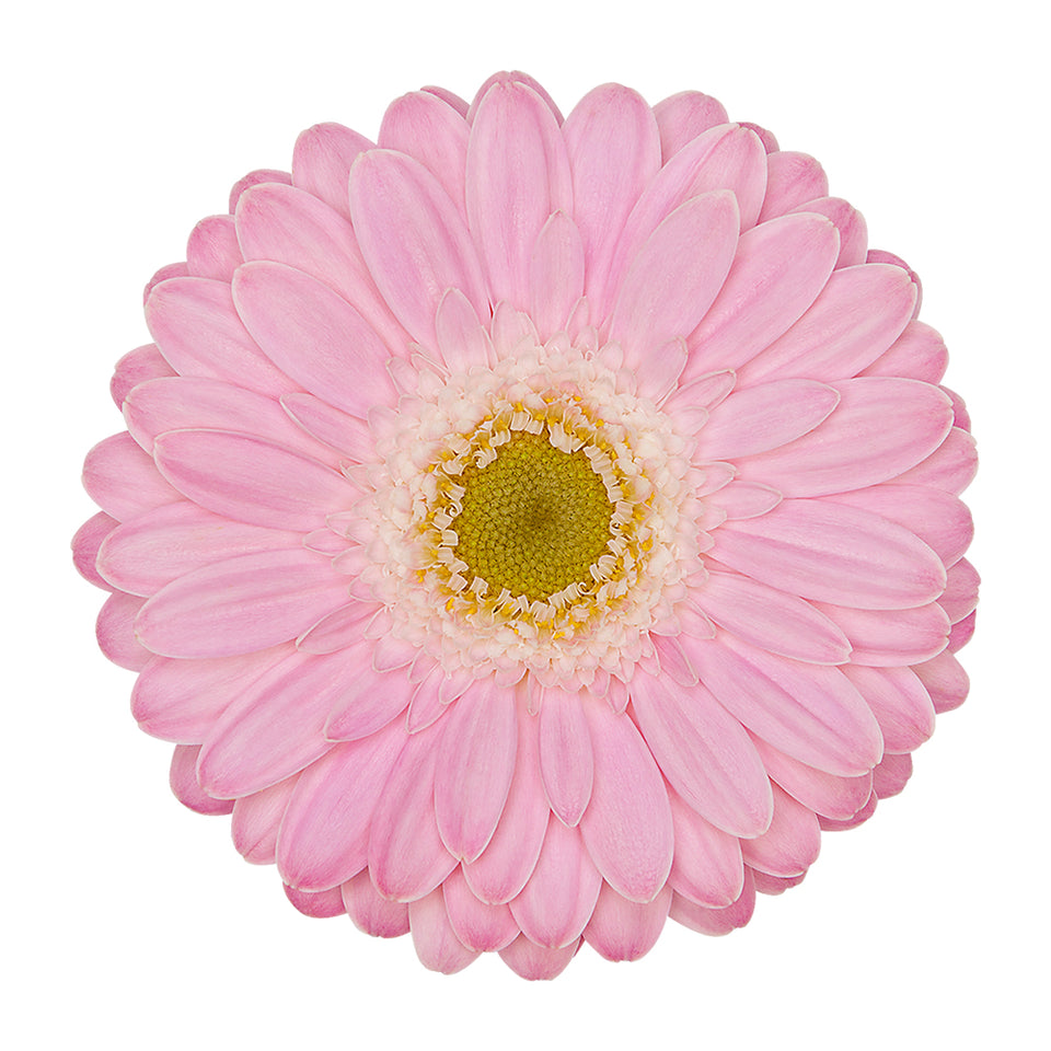 Mini and Piccolini Gerberas – Farmer Bailey Inc.