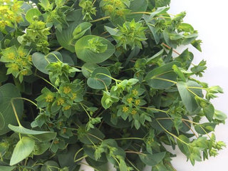 Growing Guides – Farmer Bailey Inc.