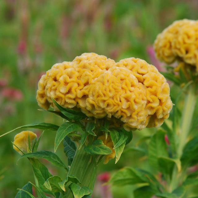 Celosia Chief – Farmer Bailey Inc.