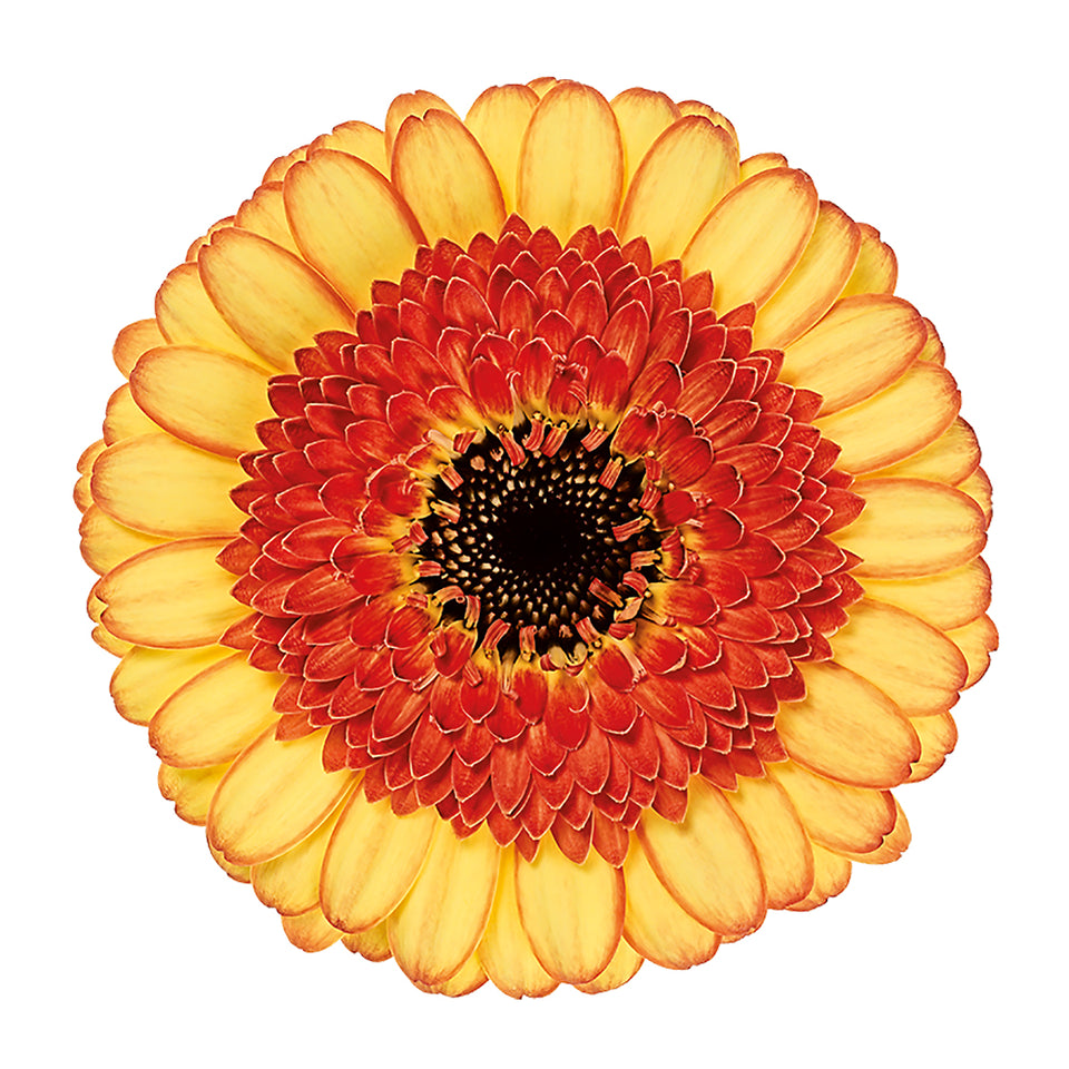Mini and Piccolini Gerberas – Farmer Bailey Inc.