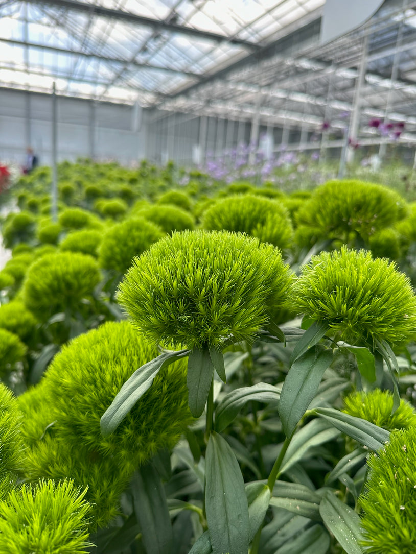 American Reincarnations – Farmer Bailey Inc.