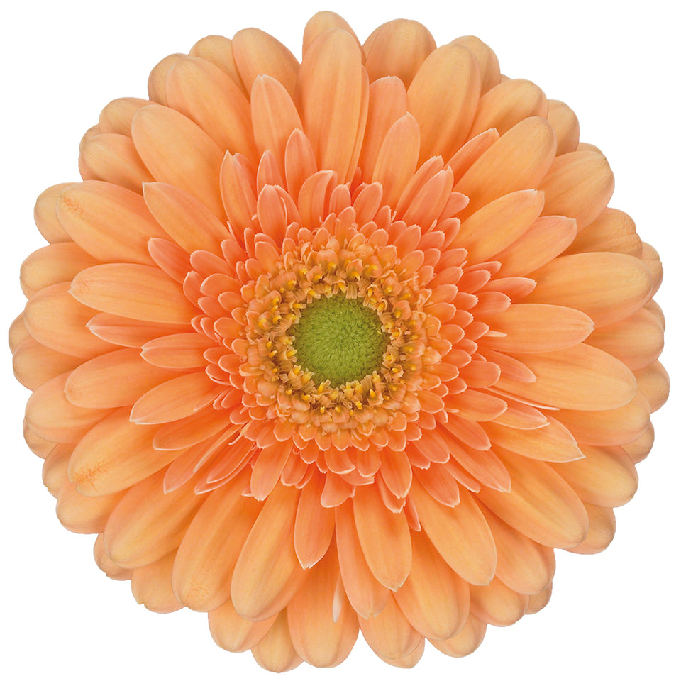 Mini and Piccolini Gerberas – Farmer Bailey Inc.