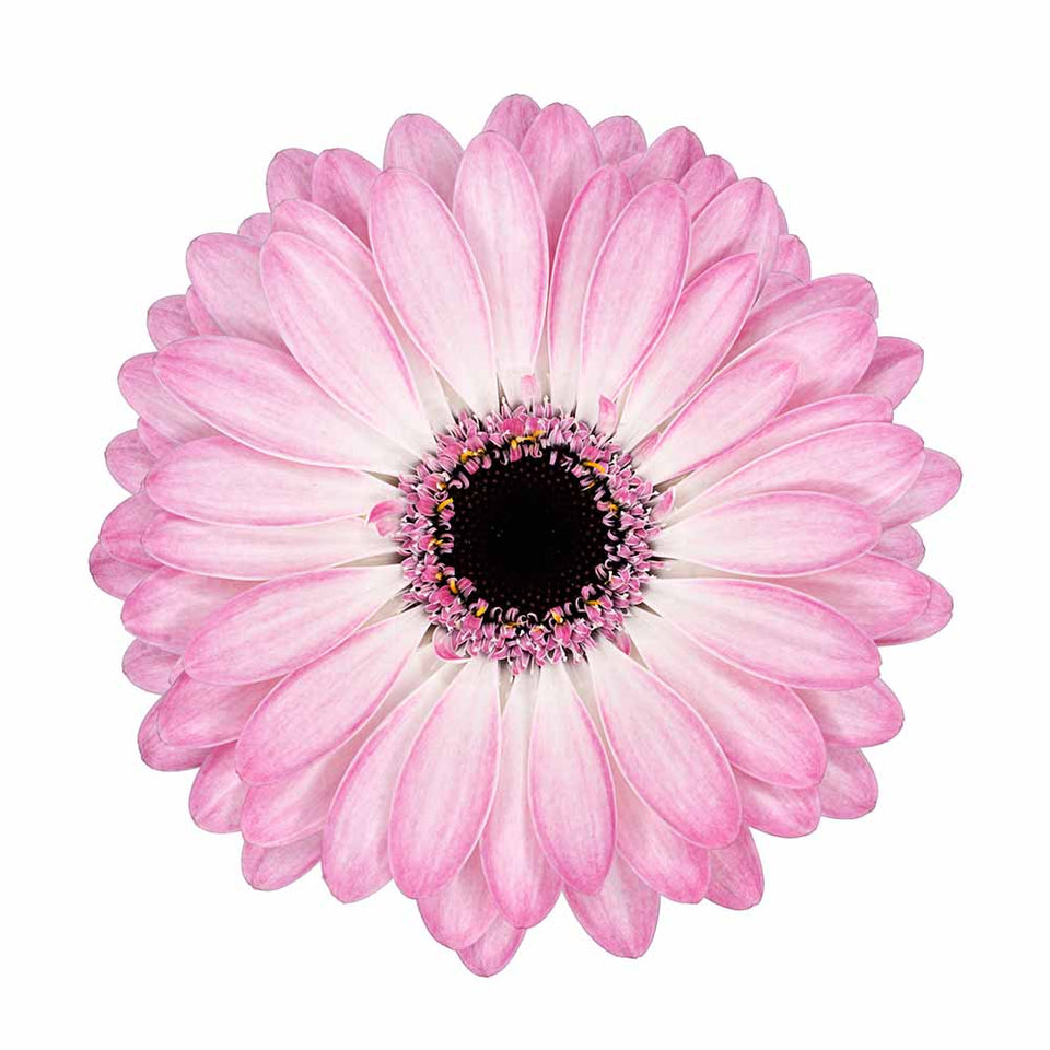 Mini and Piccolini Gerberas – Farmer Bailey Inc.
