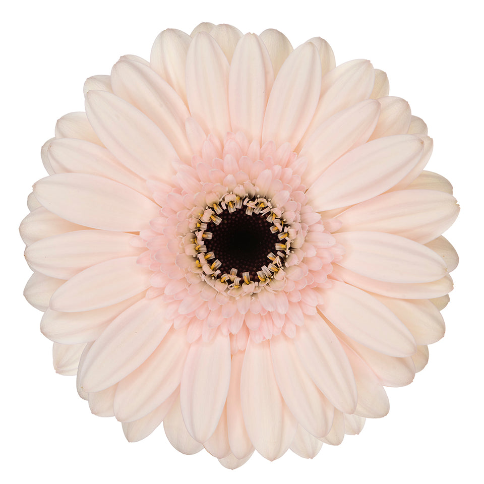 Mini and Piccolini Gerberas – Farmer Bailey Inc.