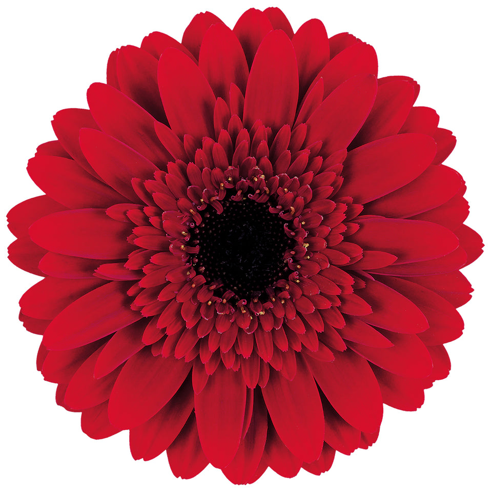 Mini and Piccolini Gerberas – Farmer Bailey Inc.