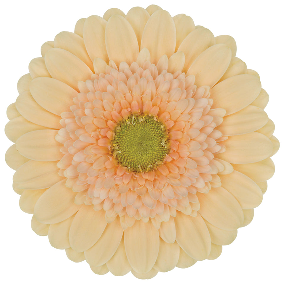 Mini and Piccolini Gerberas – Farmer Bailey Inc.