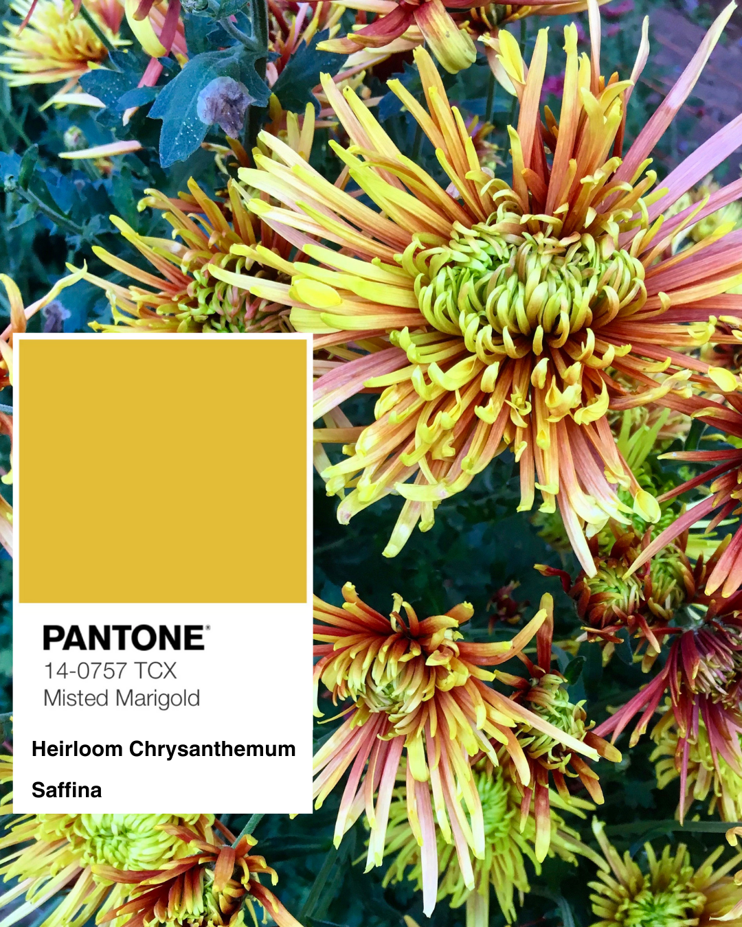 Pantone Color of the Year 2025 Predictions – Farmer Bailey Inc.