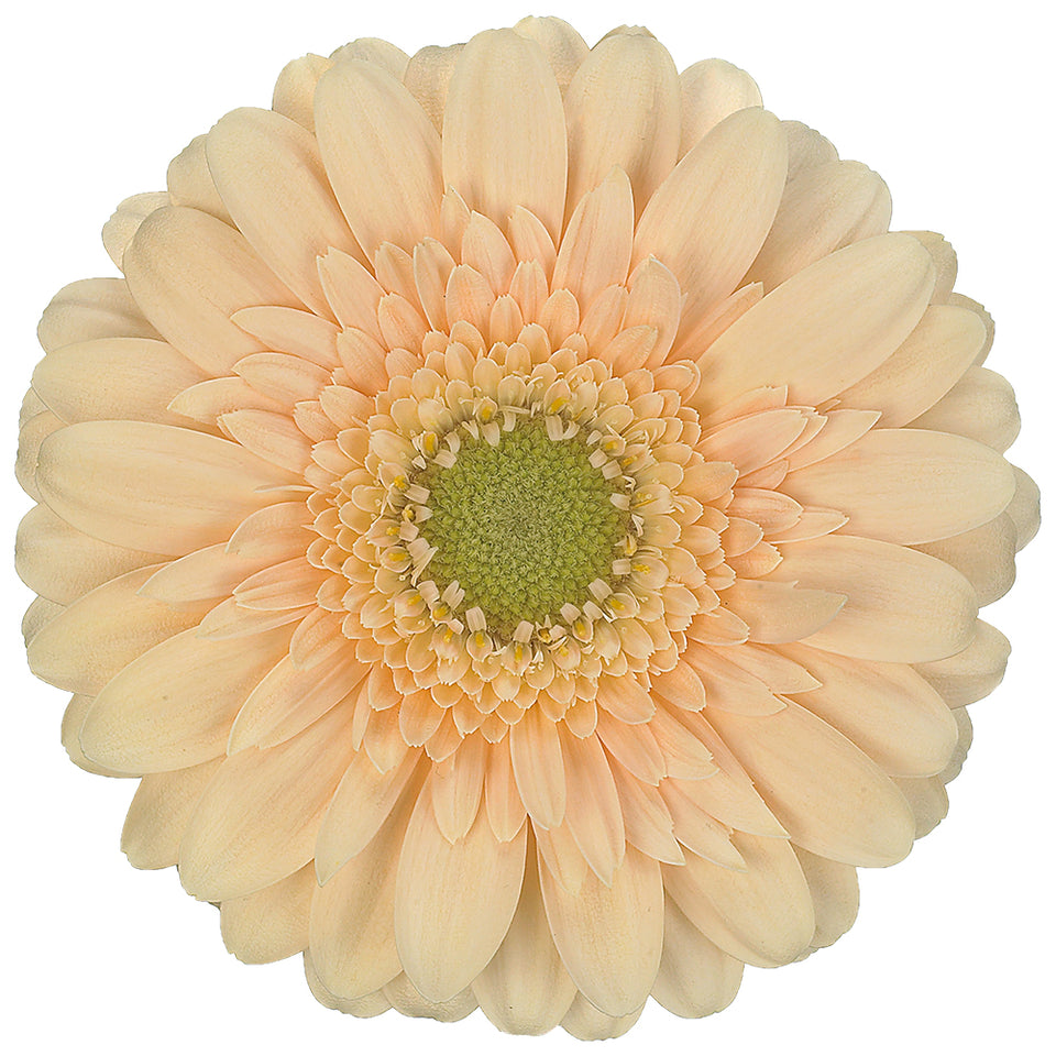 Mini and Piccolini Gerberas – Farmer Bailey Inc.