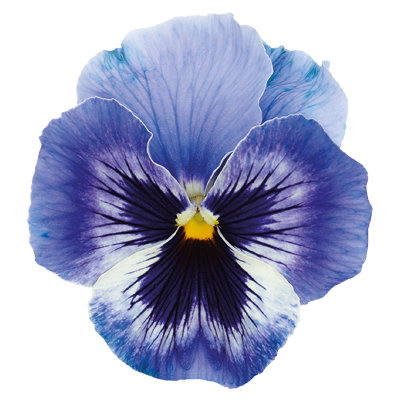 Pansy – Farmer Bailey Inc.