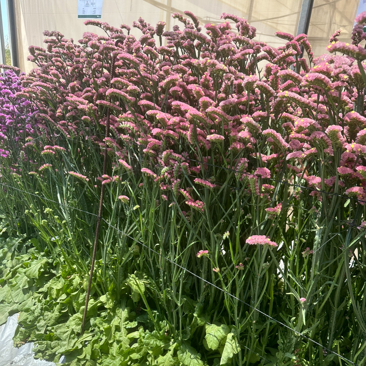 Limonium & Statice for Spring 2025 – Farmer Bailey Inc.
