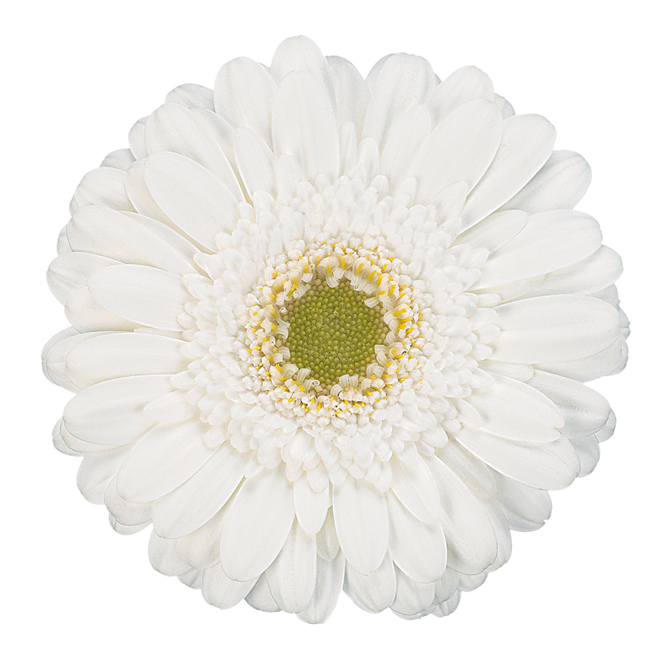 Mini and Piccolini Gerberas – Farmer Bailey Inc.