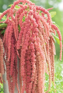 Growing Guides – Farmer Bailey Inc.