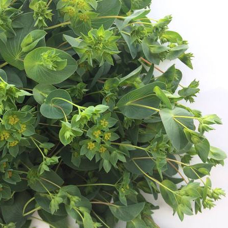 Shop Plugs from Plug Connection – Farmer Bailey Inc.