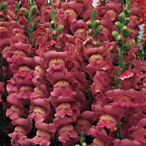 Snapdragon Opus – Farmer Bailey Inc.