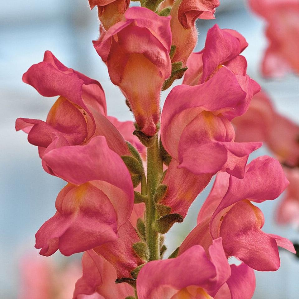 Snapdragon Opus – Farmer Bailey Inc.