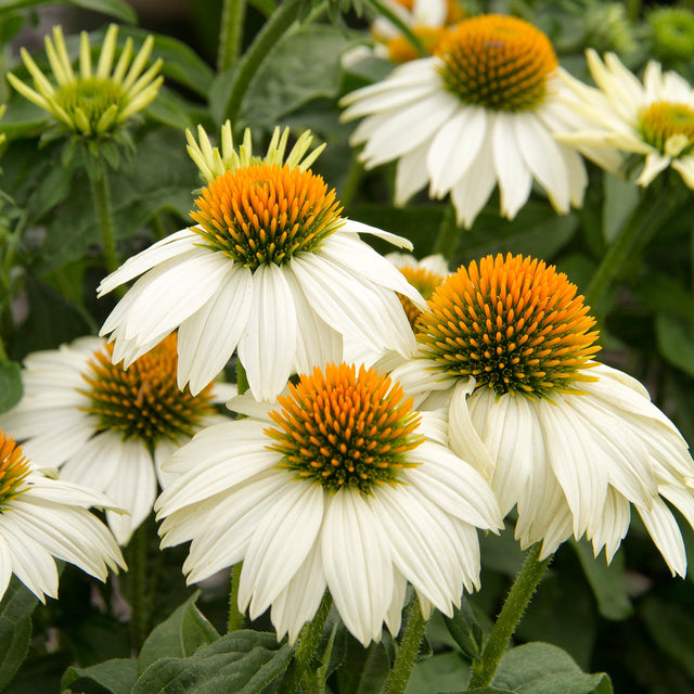 Echinacea (seed grown plugs) – Farmer Bailey Inc.