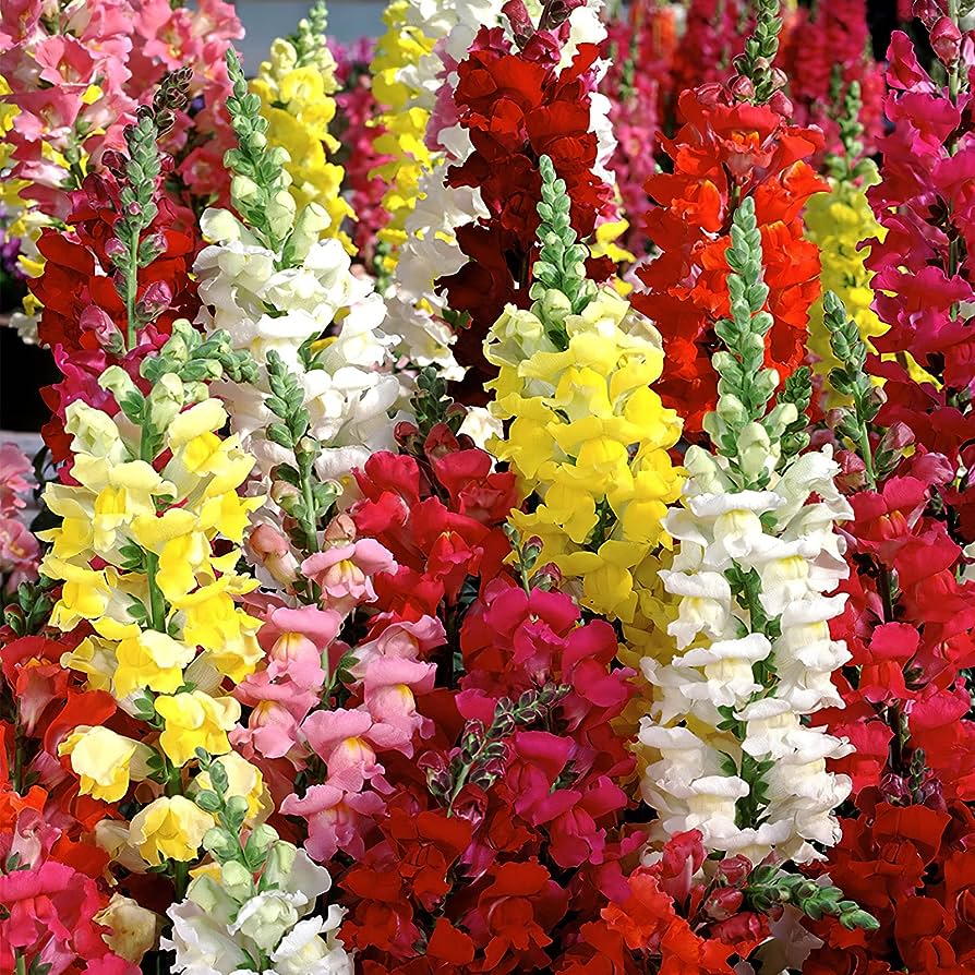 Snapdragon Opus – Farmer Bailey Inc.