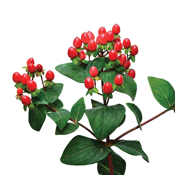 Hypericum – Farmer Bailey Inc.