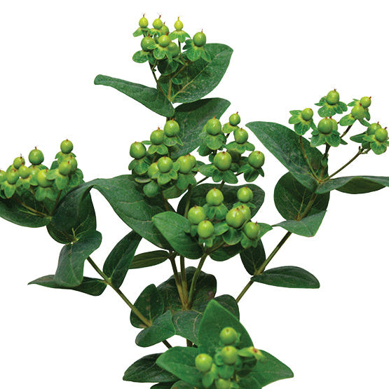 Hypericum – Farmer Bailey Inc.