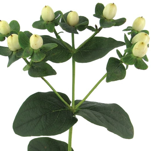 Hypericum – Farmer Bailey Inc.