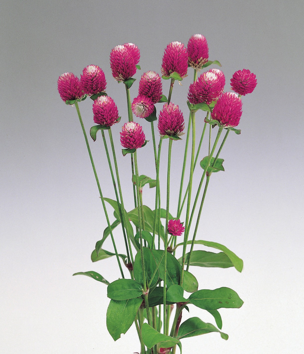 Gomphrena Audray – Farmer Bailey Inc.
