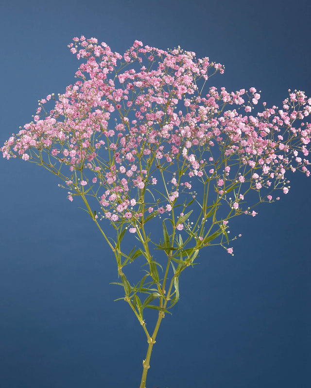 Gypsophila – Farmer Bailey Inc.