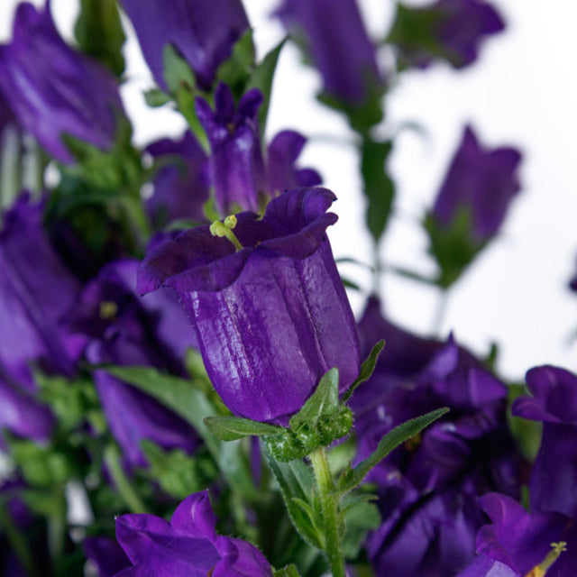 Shop Plugs from Plug Connection – Farmer Bailey Inc.