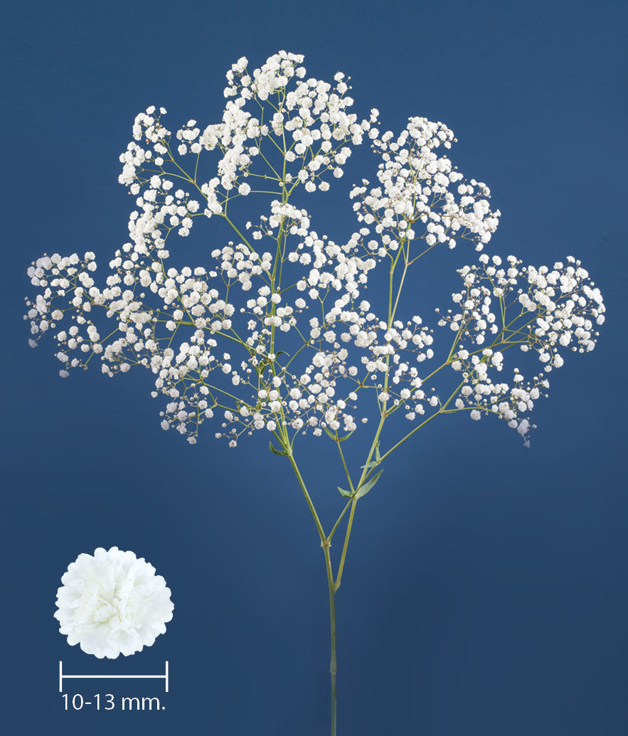 Gypsophila – Farmer Bailey Inc.
