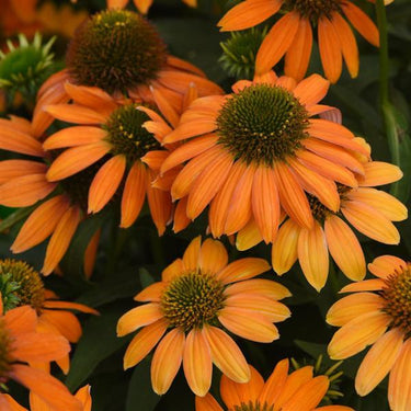 Echinacea (seed grown plugs) – Farmer Bailey Inc.