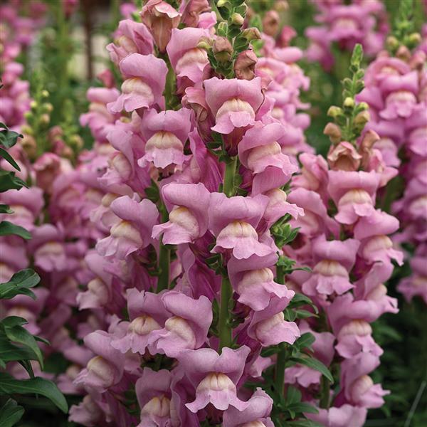 Snapdragon Opus – Farmer Bailey Inc.