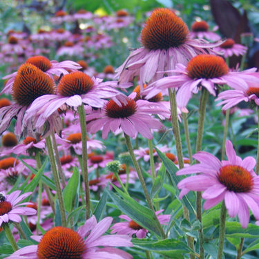 Echinacea (seed grown plugs) – Farmer Bailey Inc.