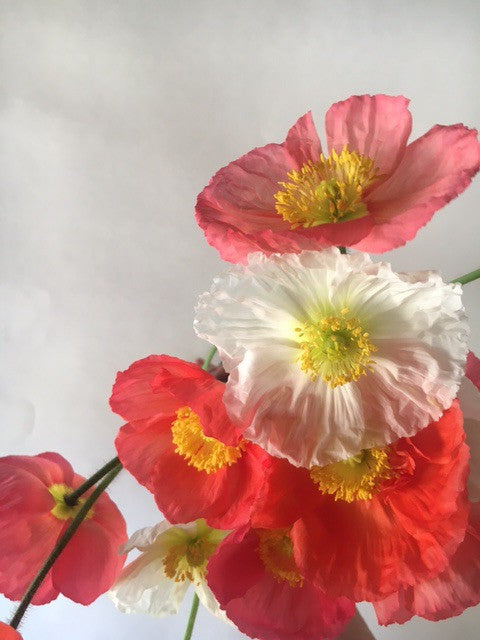 Shop Plugs from Plug Connection – Farmer Bailey Inc.