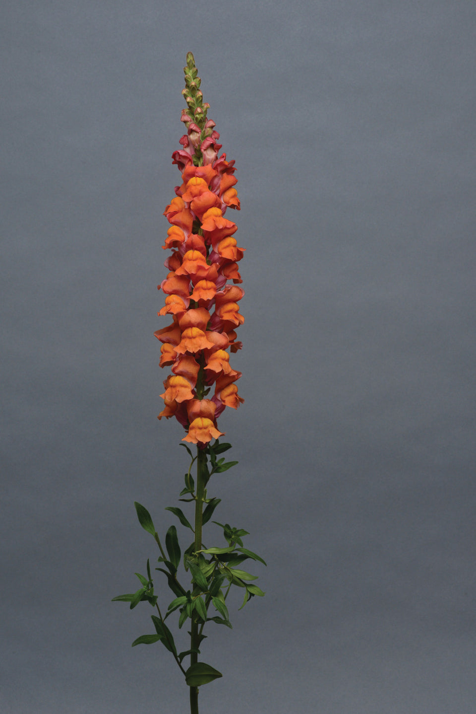 Snapdragon Cool Orange – Farmer Bailey Inc.